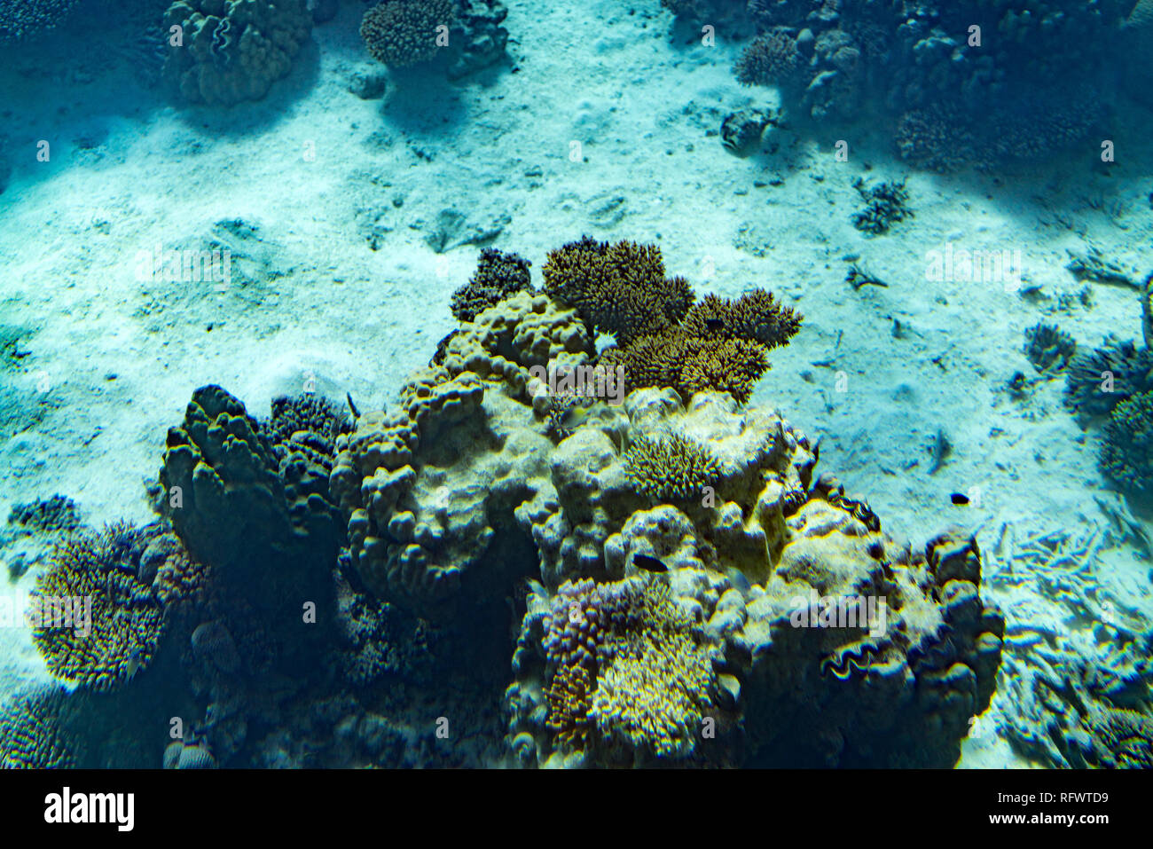 Marine Life in the Red Sea. red sea coral reef with hard corals, fishes ...
