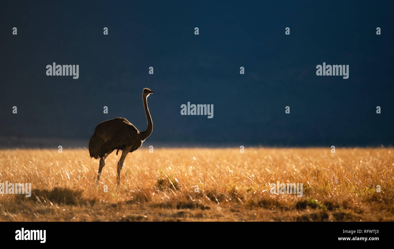 Masai morning hi-res stock photography and images - Alamy