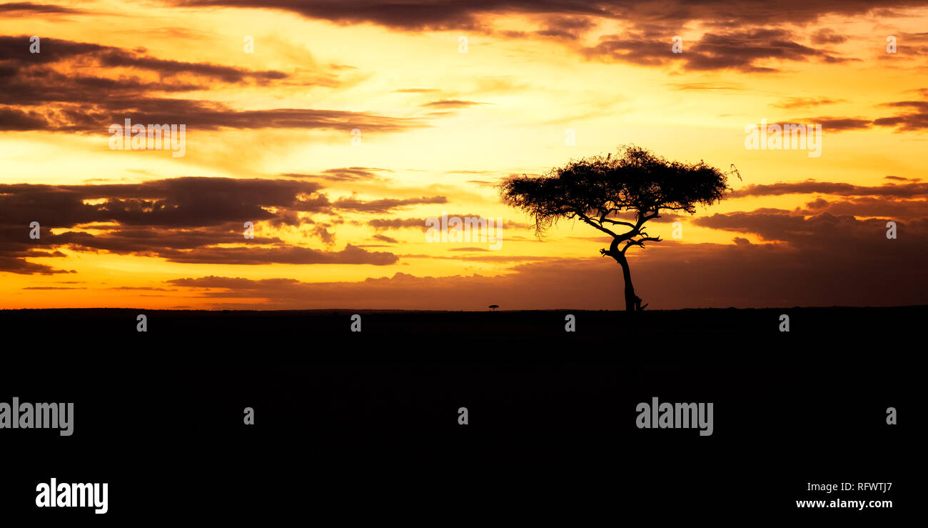 Acacia Tree at sunset, Masai Mara, Kenya, East Africa, Africa Stock ...
