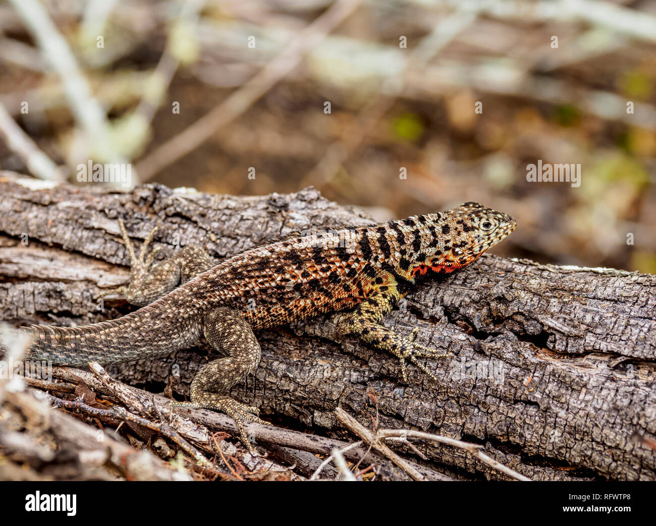 Lava Lizard (Microlophus albemarlensis), Santa Cruz (Indefatigable ...