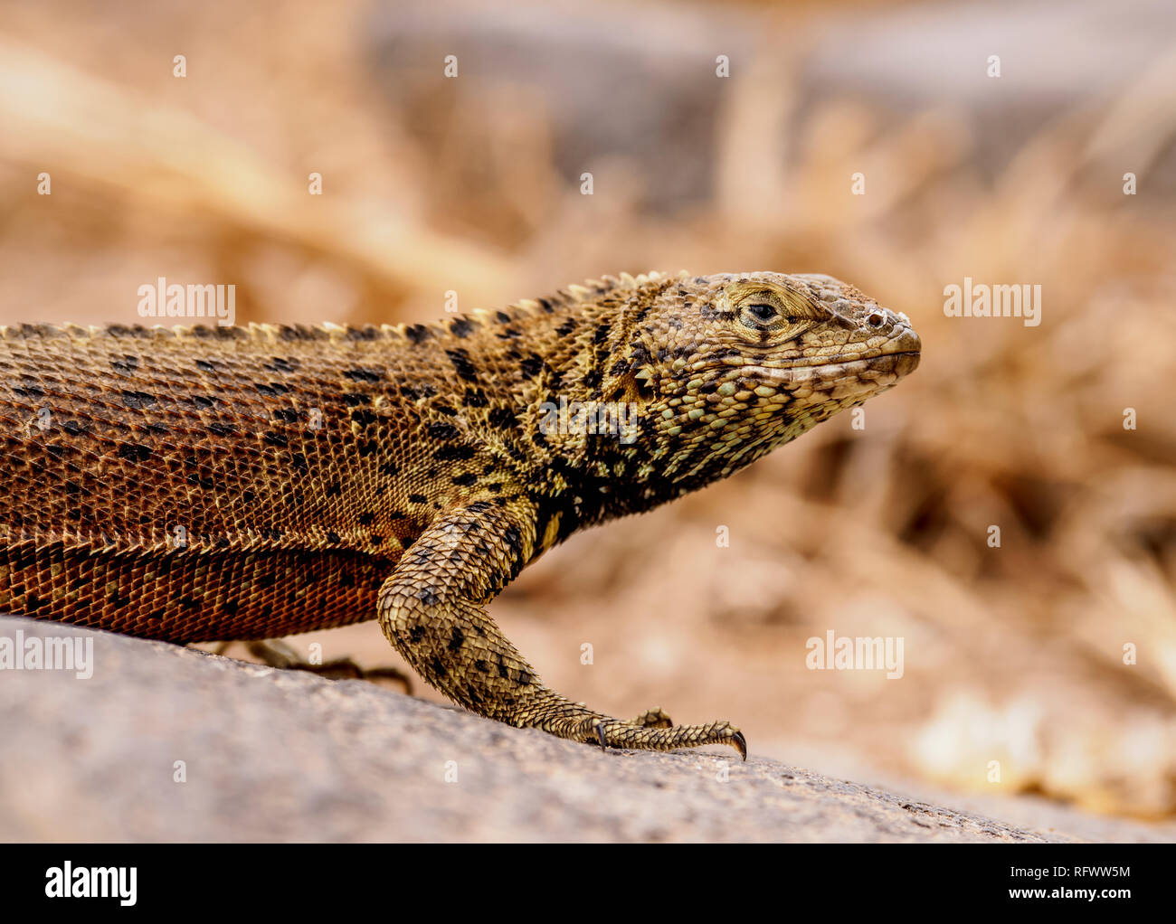 Lava lizard (Microlophus delanonis), Punta Suarez, Espanola (Hood ...