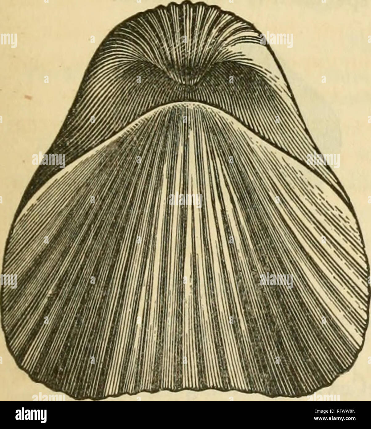 Pentamerus hi-res stock photography and images - Alamy