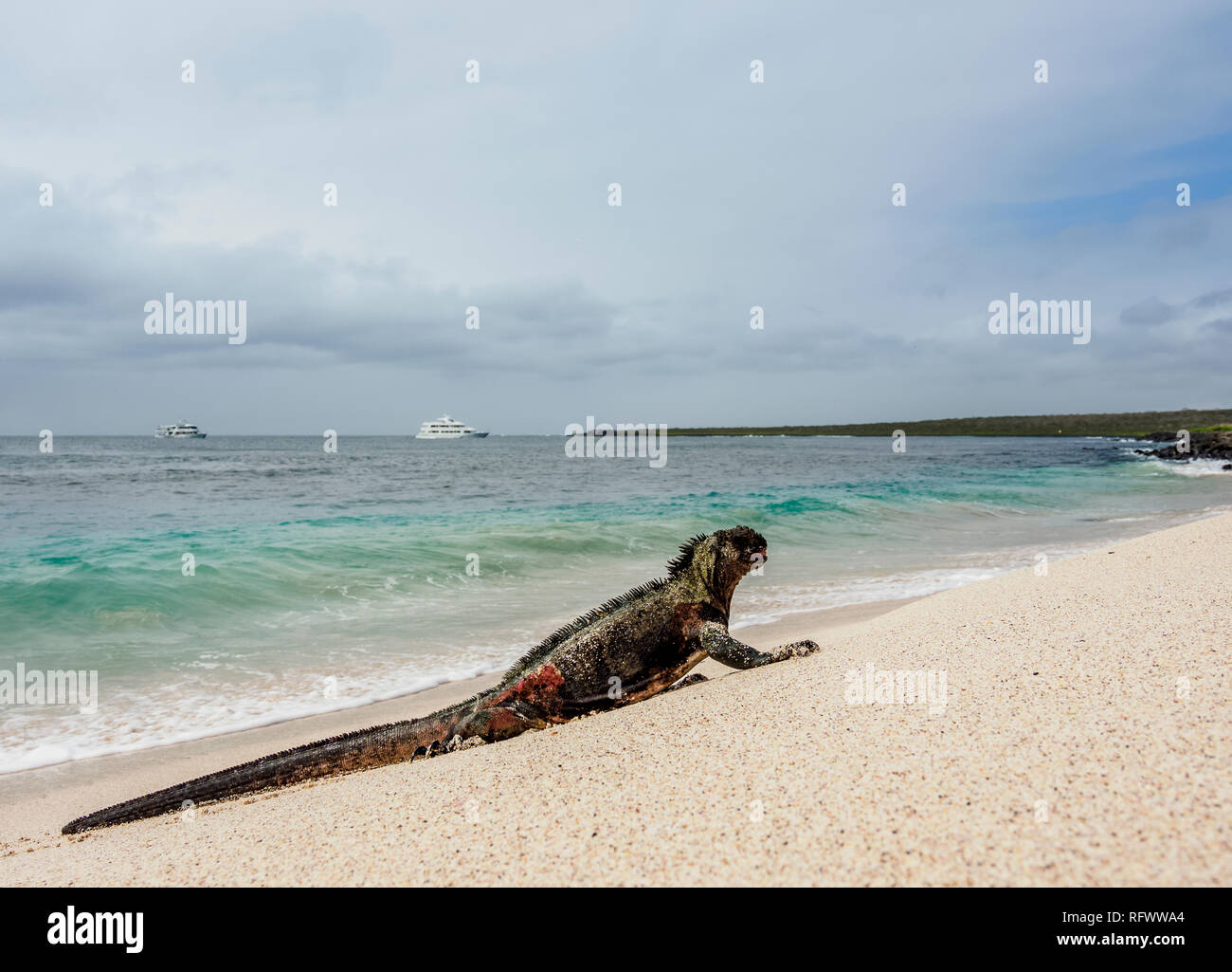 Marine iguana (Amblyrhynchus cristatus) on a beach at Punta Suarez ...
