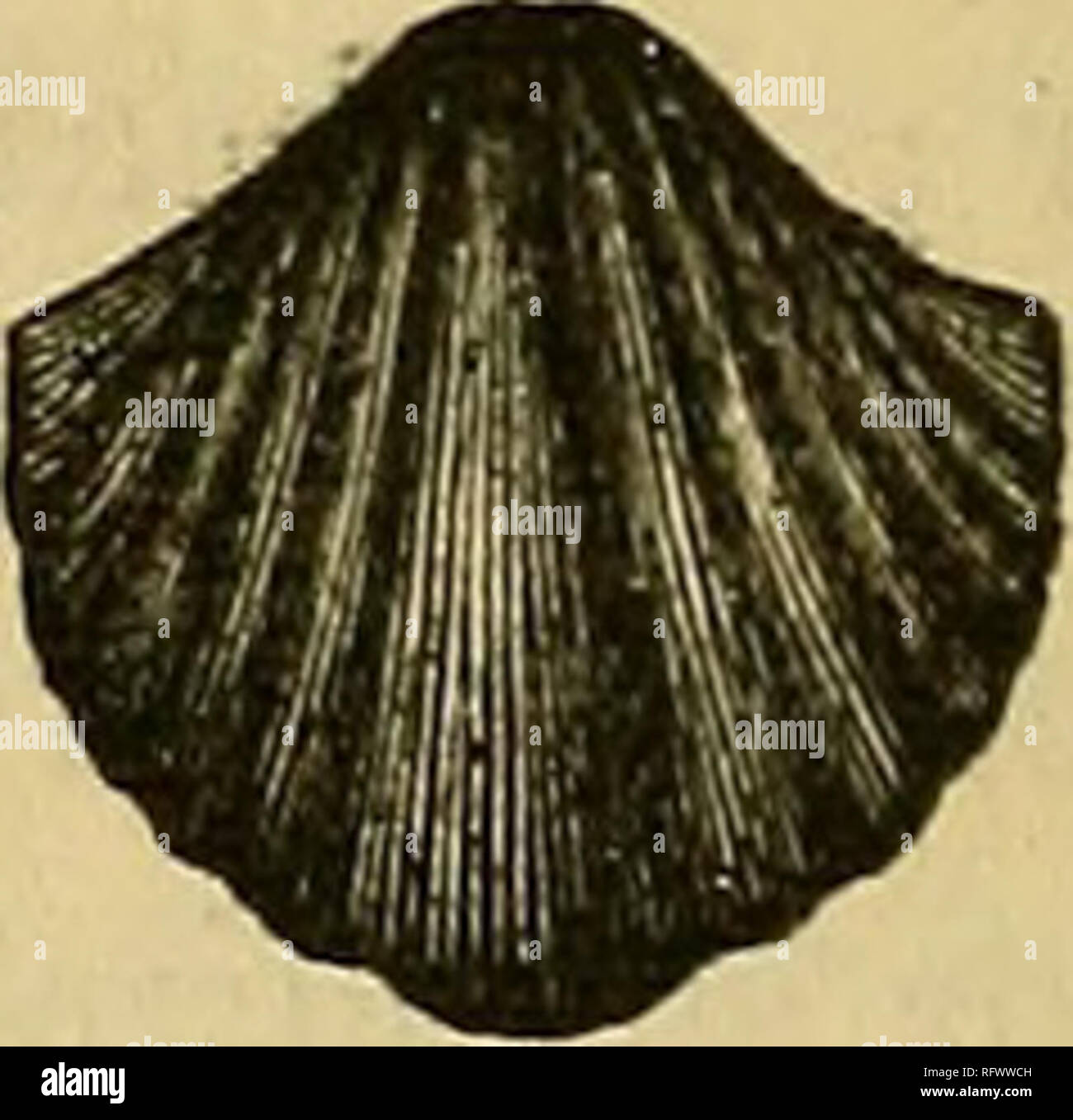 Convex semi circle hi-res stock photography and images - Alamy