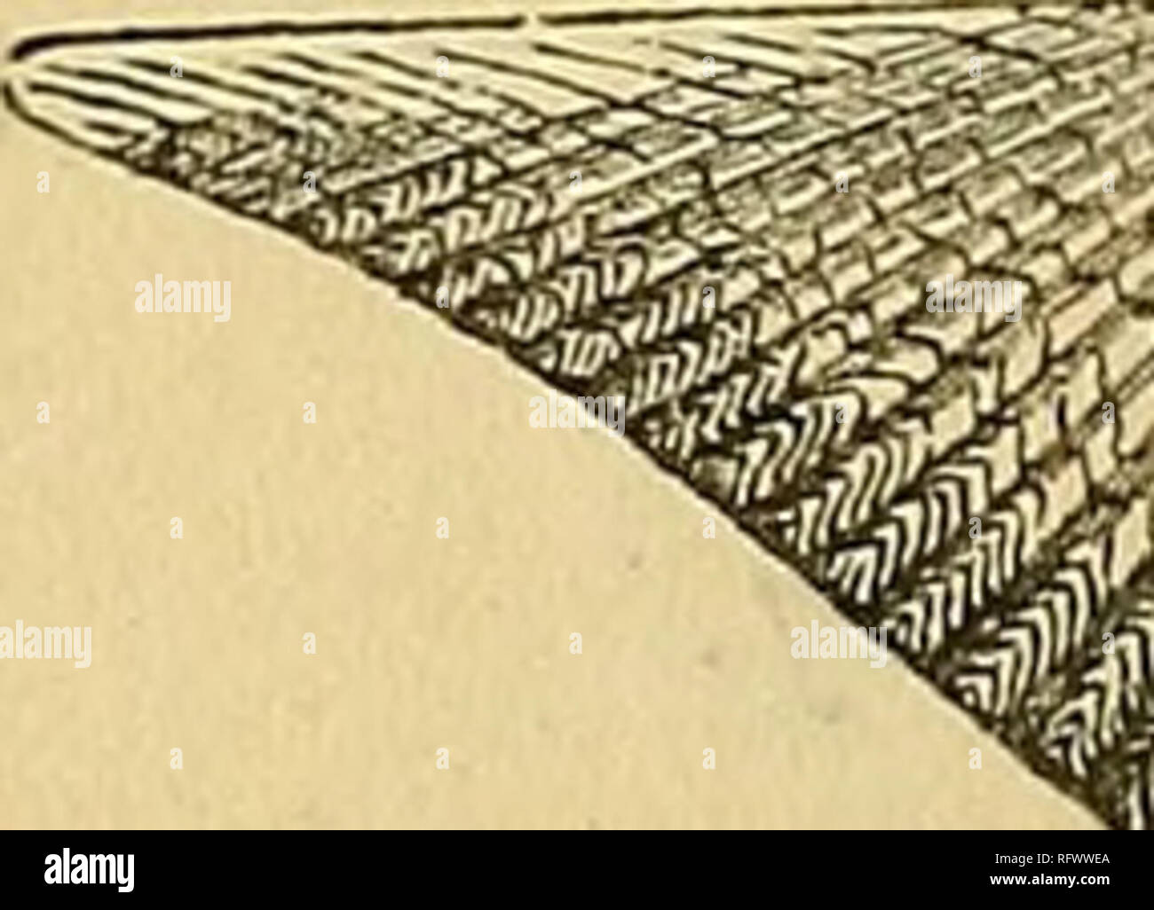 Semi circular shell hi-res stock photography and images - Alamy