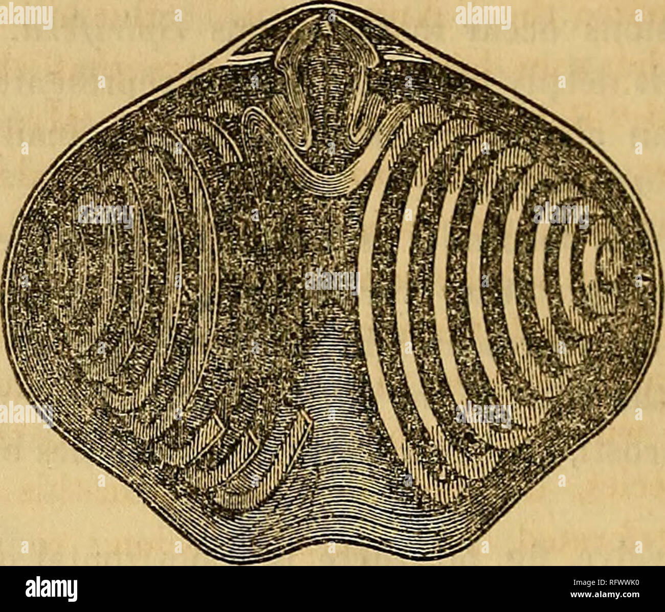. The Canadian journal of industry, science and art. 144 THE DEVONIAN ...