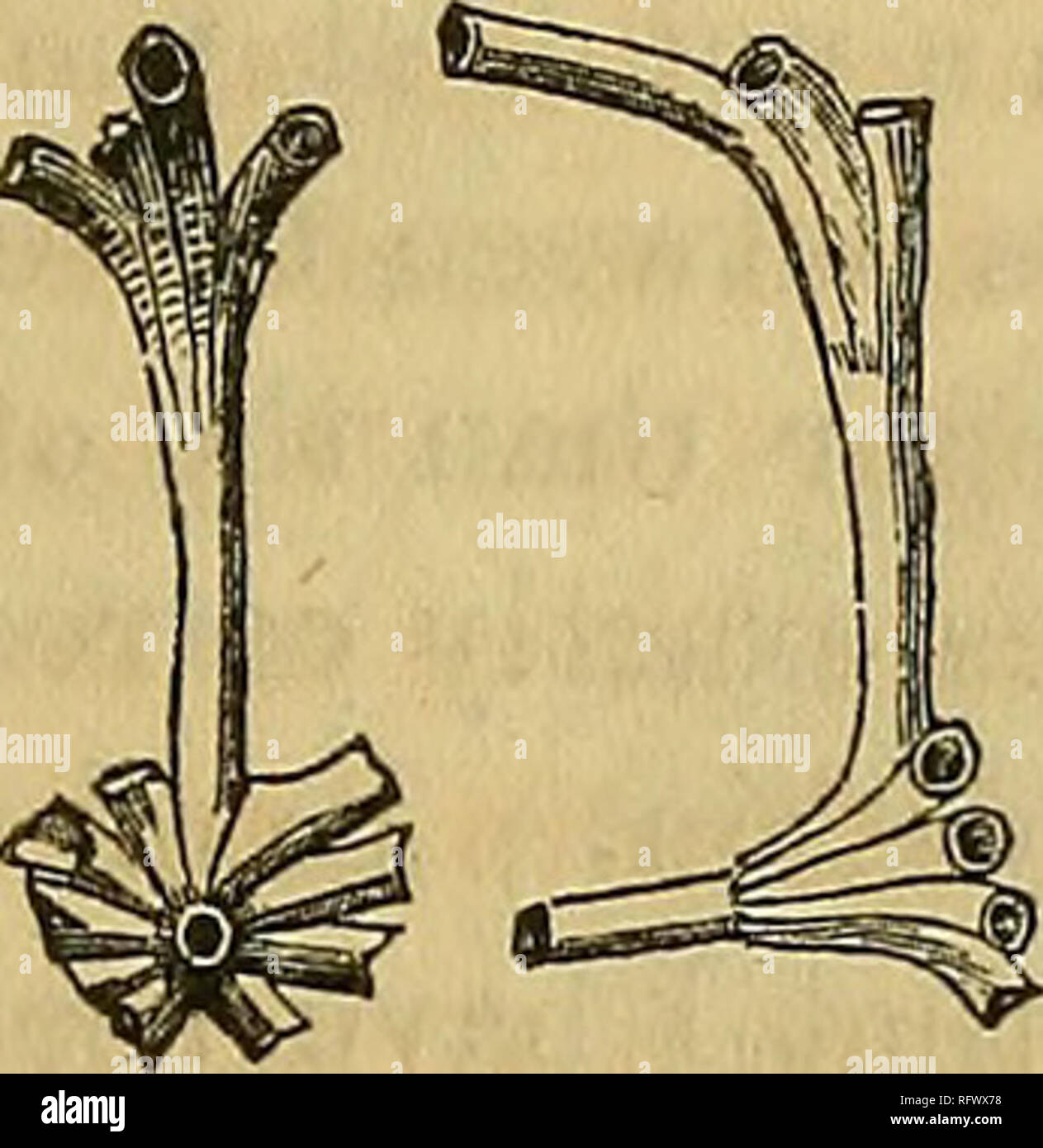 Reticulating hi-res stock photography and images - Alamy