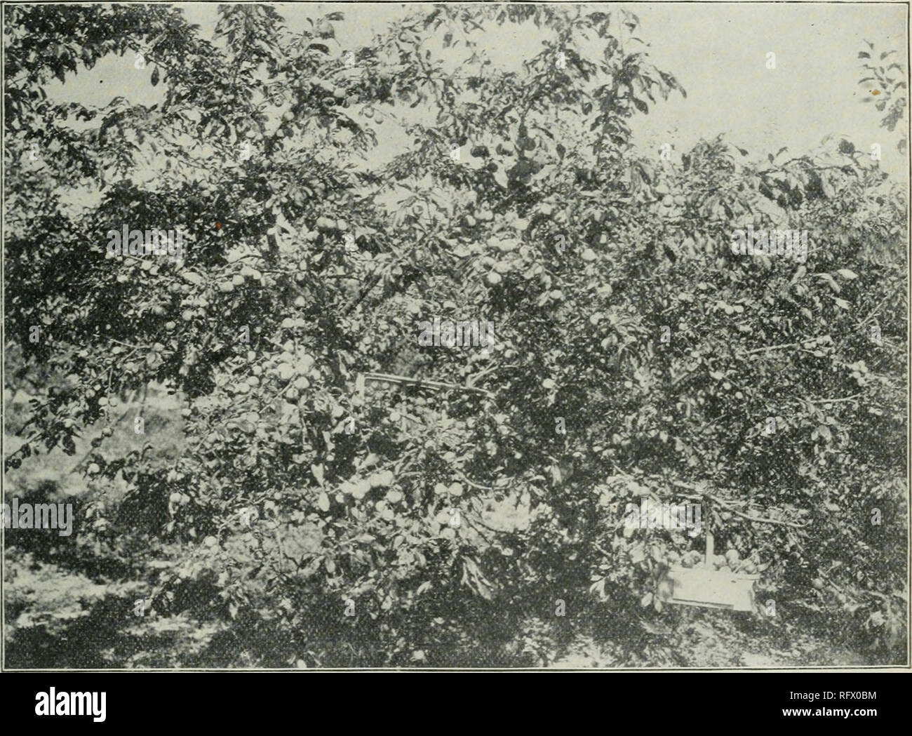 Dead wood hi hi-res stock photography and images - Alamy