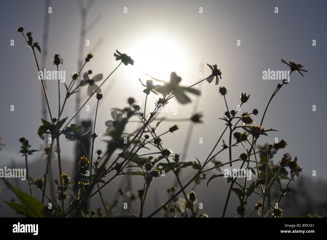 Direct sunlight hi-res stock photography and images - Alamy