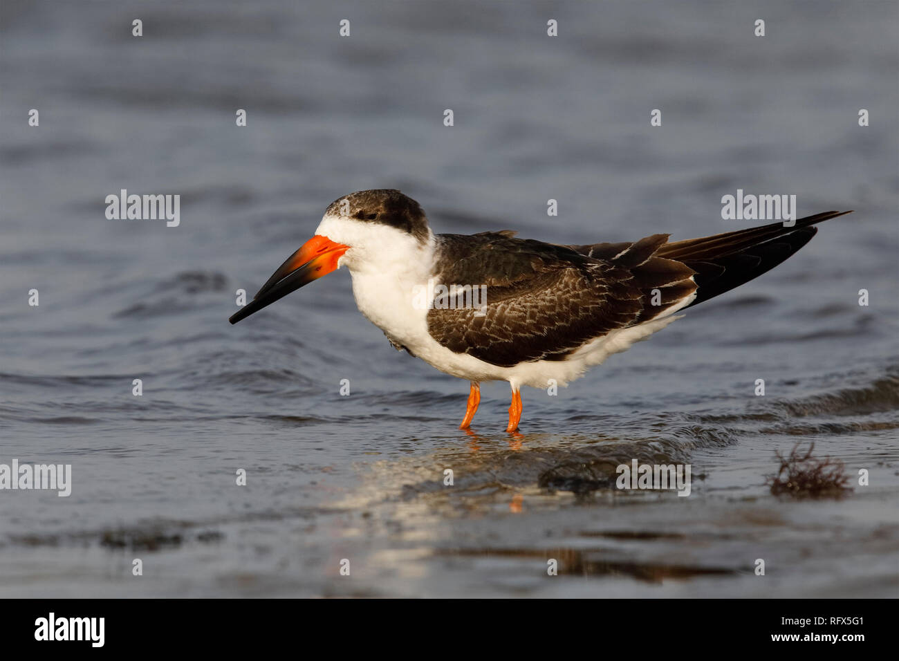 Black Skimmer (Rynchops niger) resting on a Gulf of Mexico beach ...