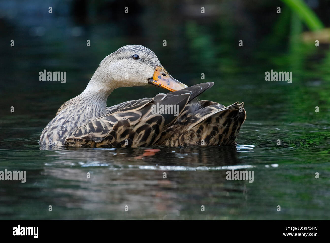Female Mottled Duck (Anas fulvigula) preening her feathers on a Florida ...