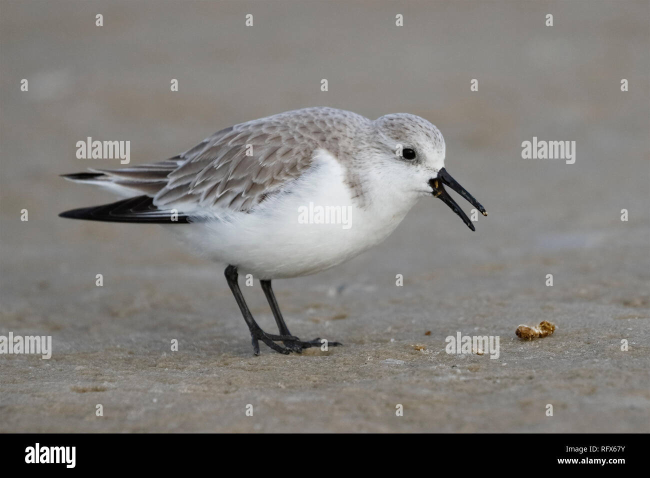 Sanderling (Calidris alba) in non-breeding plumage foraging on a Gulf ...