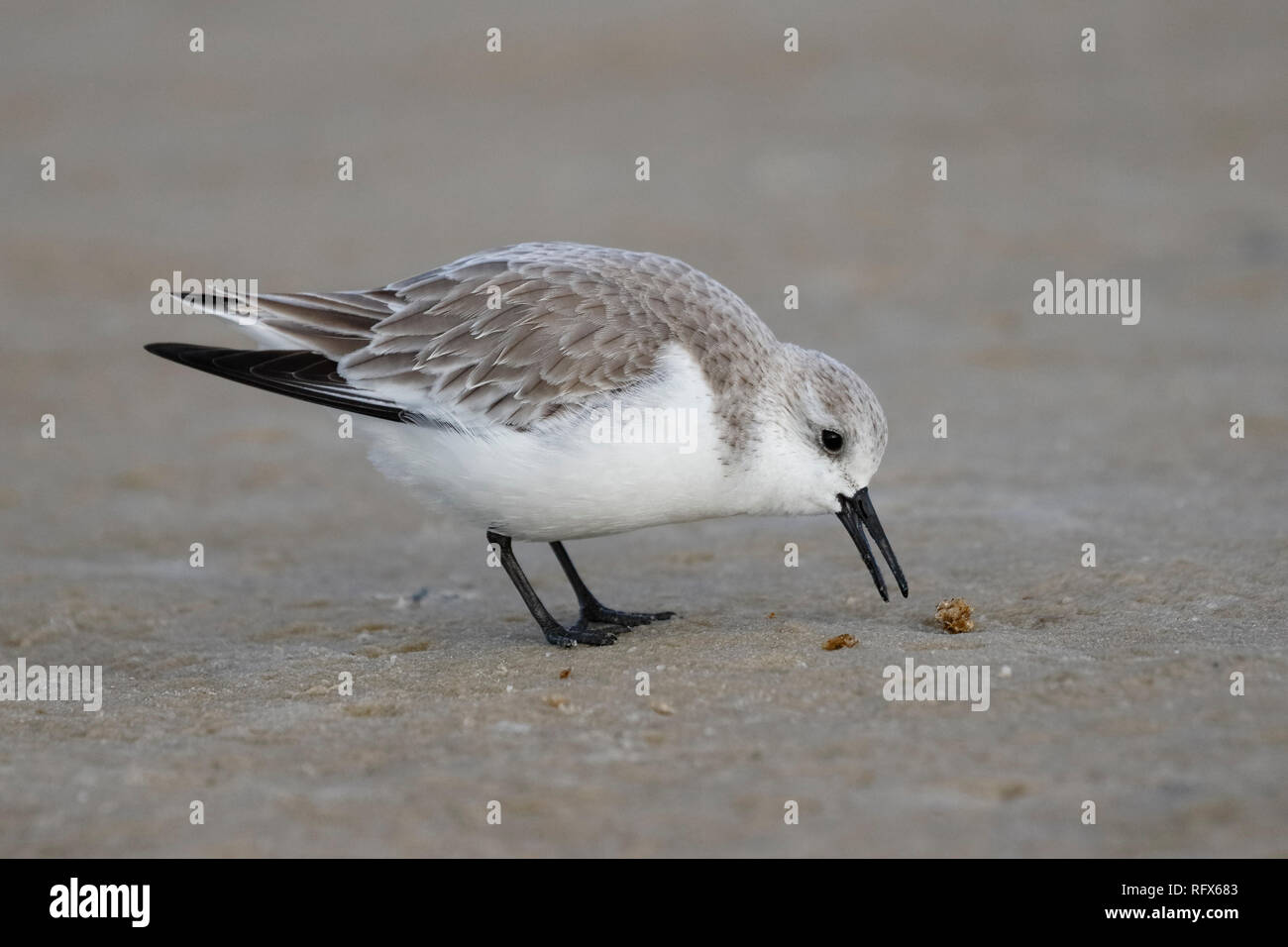 Sanderling breeding plumage on beach hi-res stock photography and ...