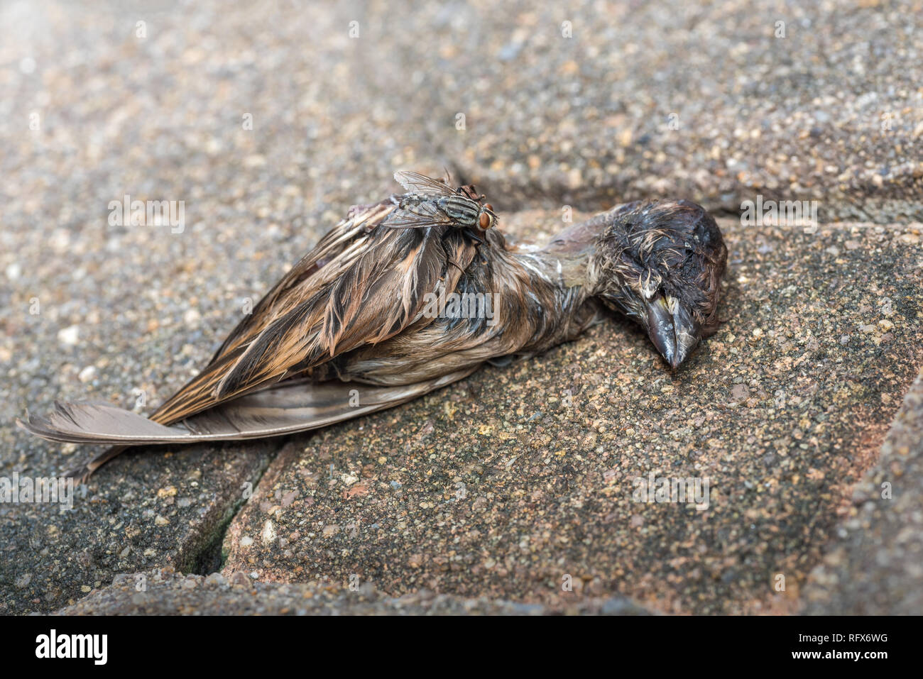 Flies swarm hi-res stock photography and images - Alamy