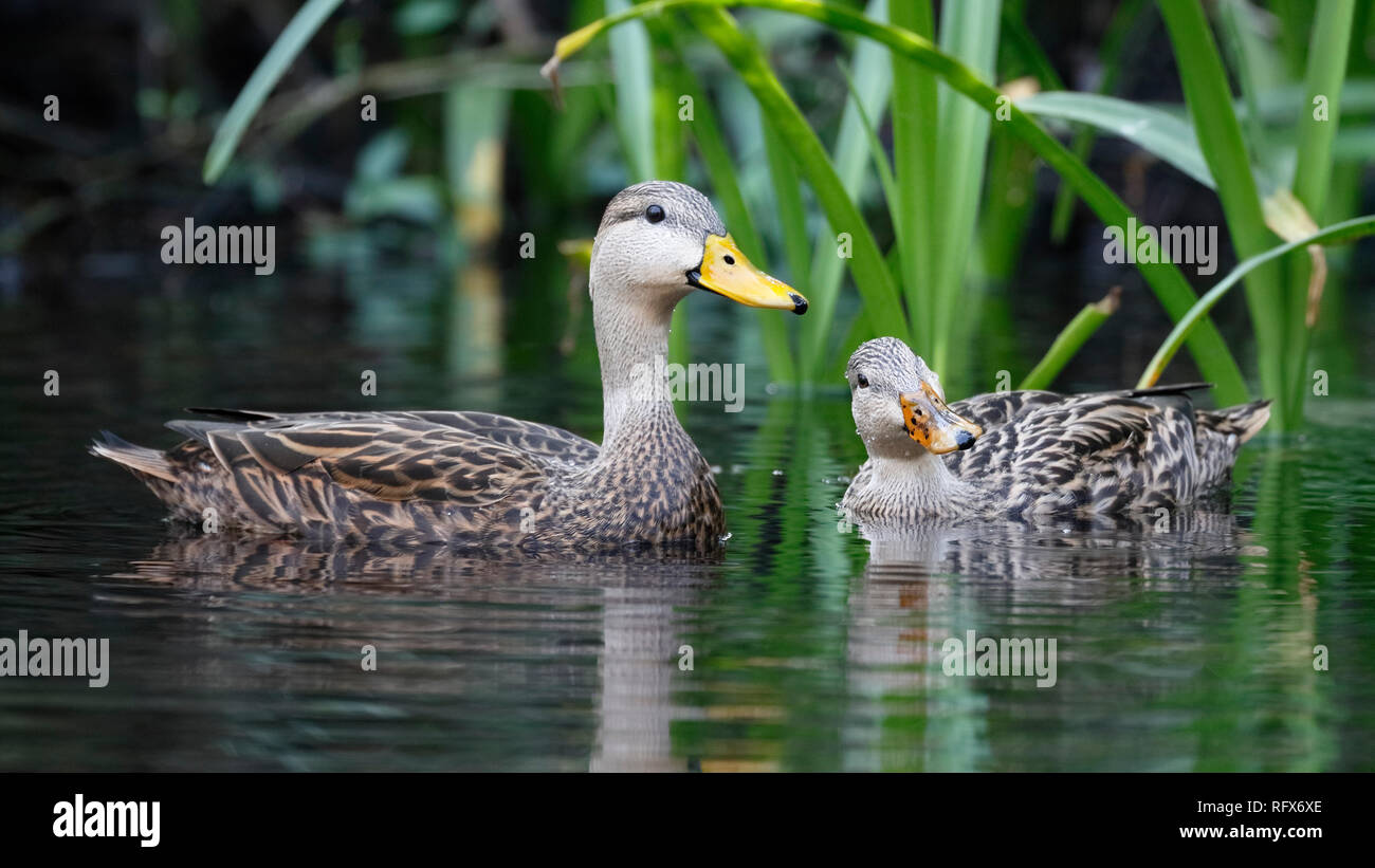 Mottled duck anas fulvigula pair hi-res stock photography and images ...