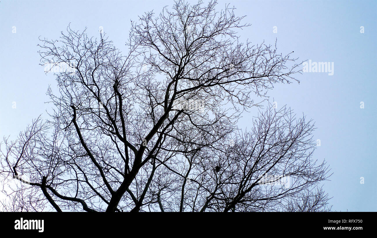 The tangled branches of leafless tree in winter set against a bright ...