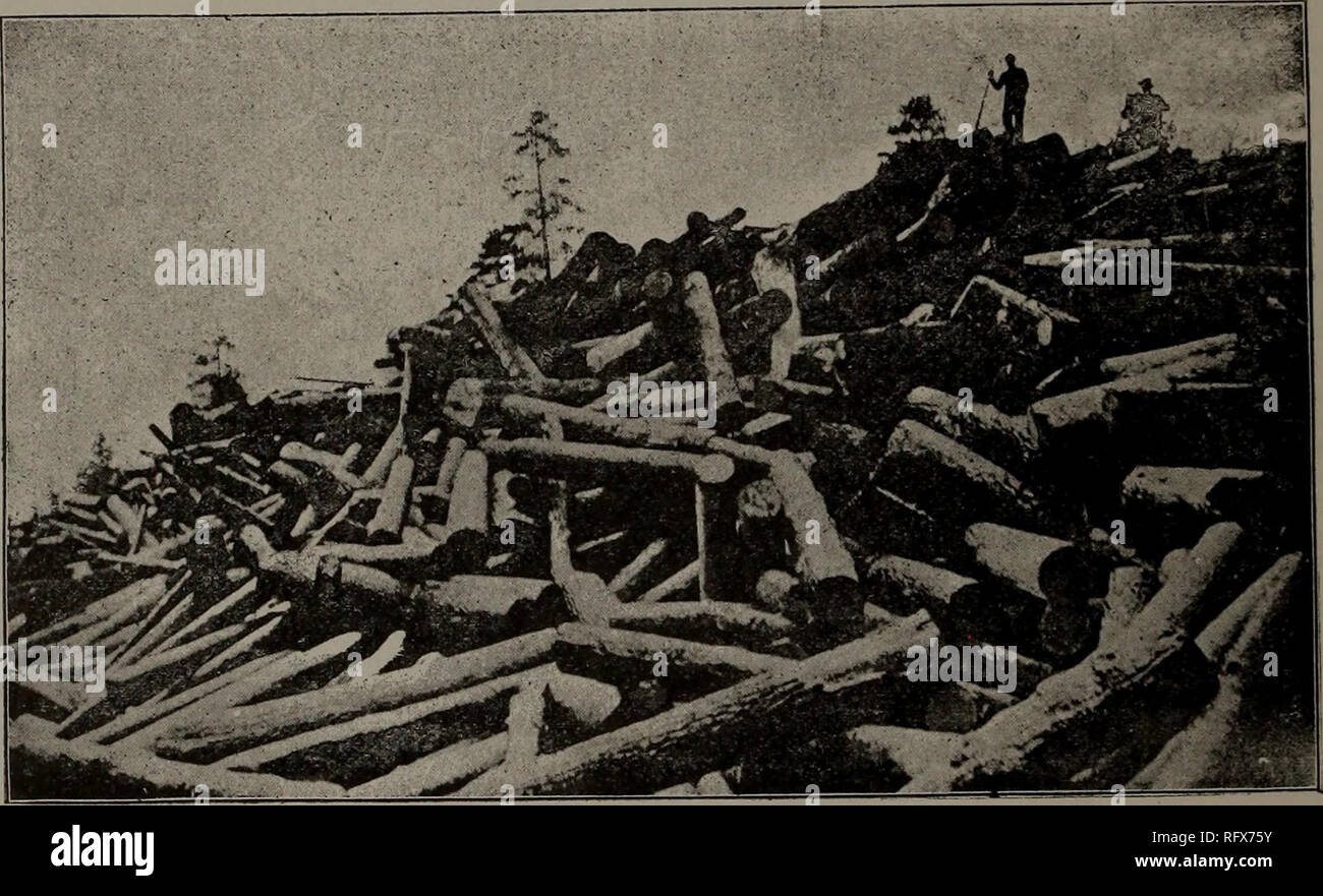 Log scaler hi-res stock photography and images - Alamy