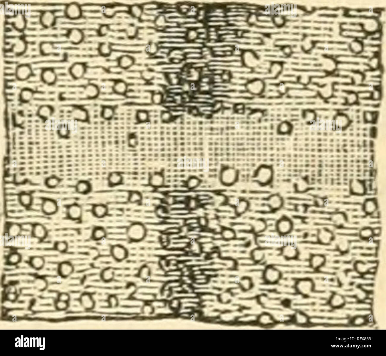 Prototaxites hi-res stock photography and images - Alamy