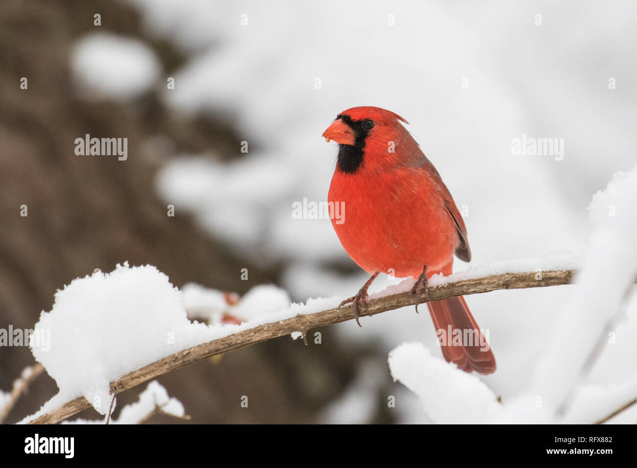 Northern cardinal hi-res stock photography and images - Alamy