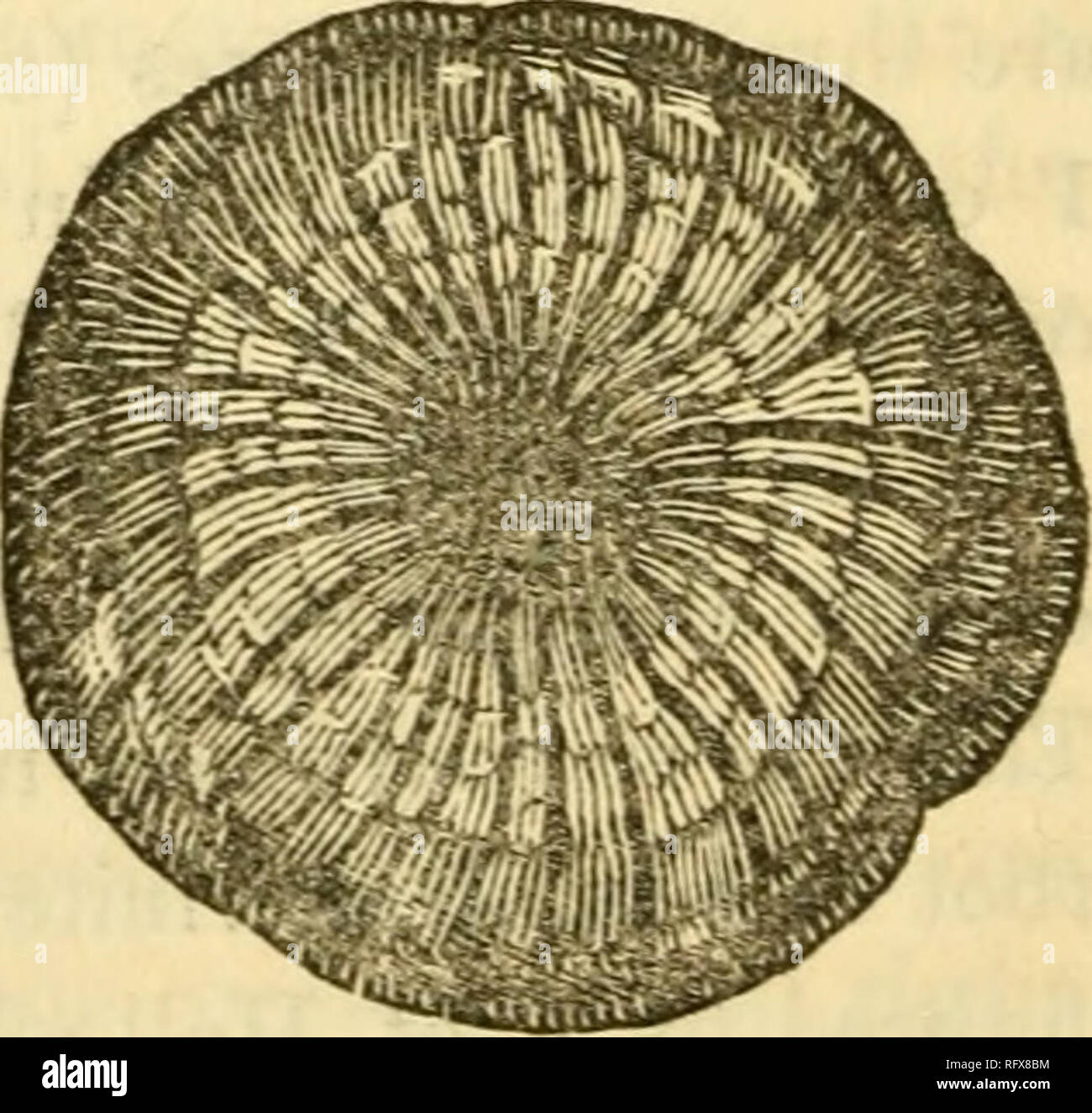 . The Canadian naturalist and geologist. Natural history -- Periodicals ...