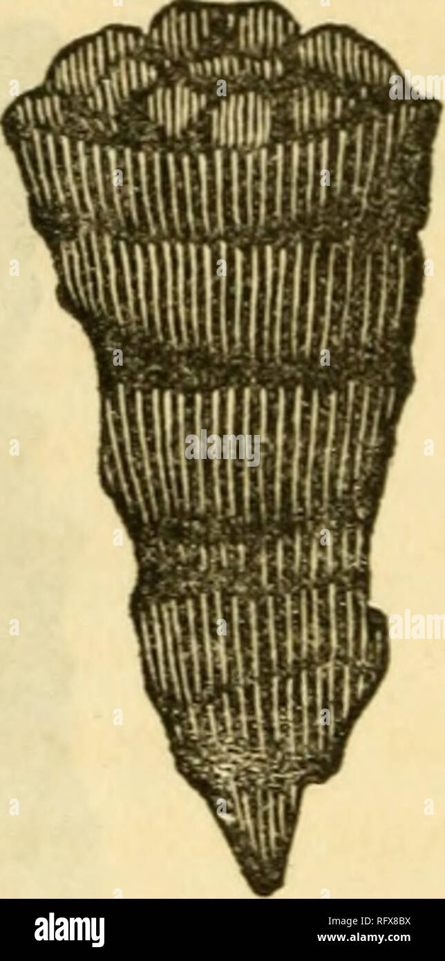 Cyathophyllum hi-res stock photography and images - Alamy