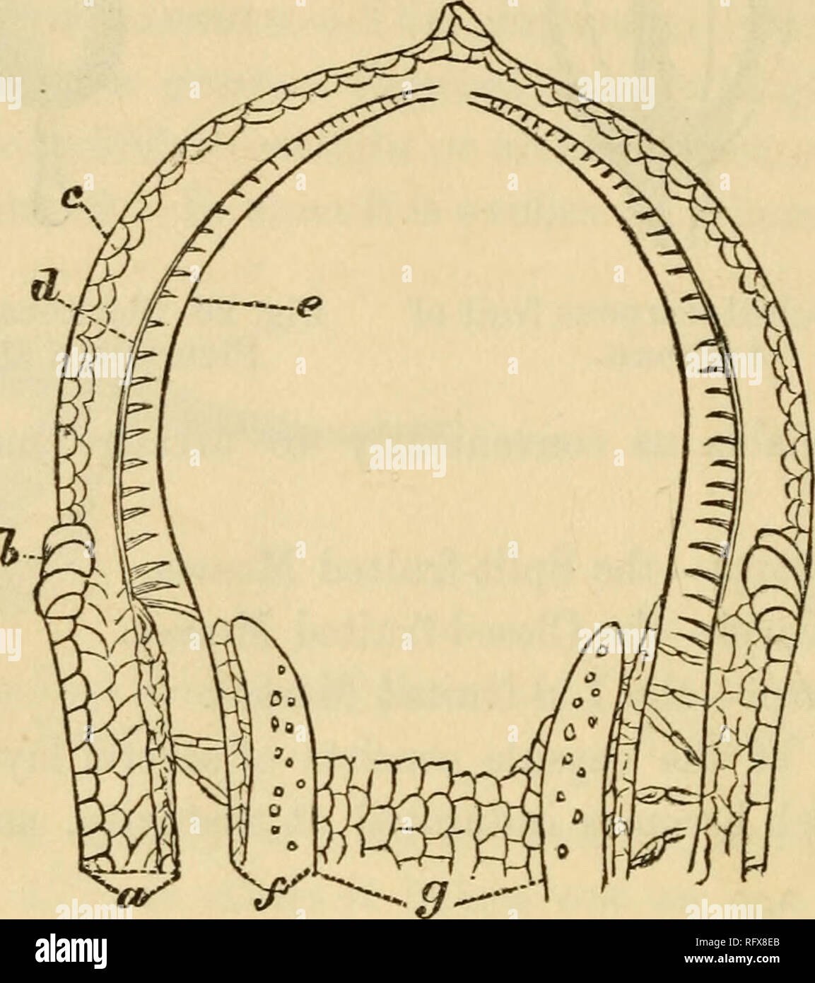 . The Canadian naturalist and geologist. Natural history -- Periodicals ...