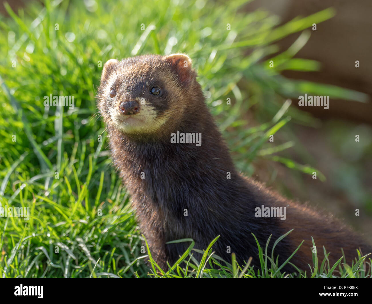 Polecat Head Close Up Stock Photo - Alamy