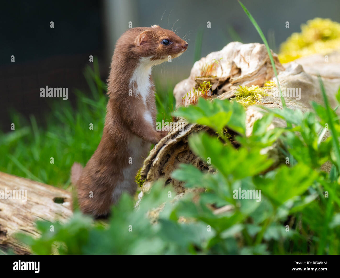 Weasel or Least weasel (mustela nivalis Stock Photo - Alamy