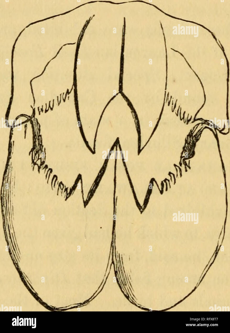 . The Canadian naturalist and geologist. Natural history -- Periodicals ...