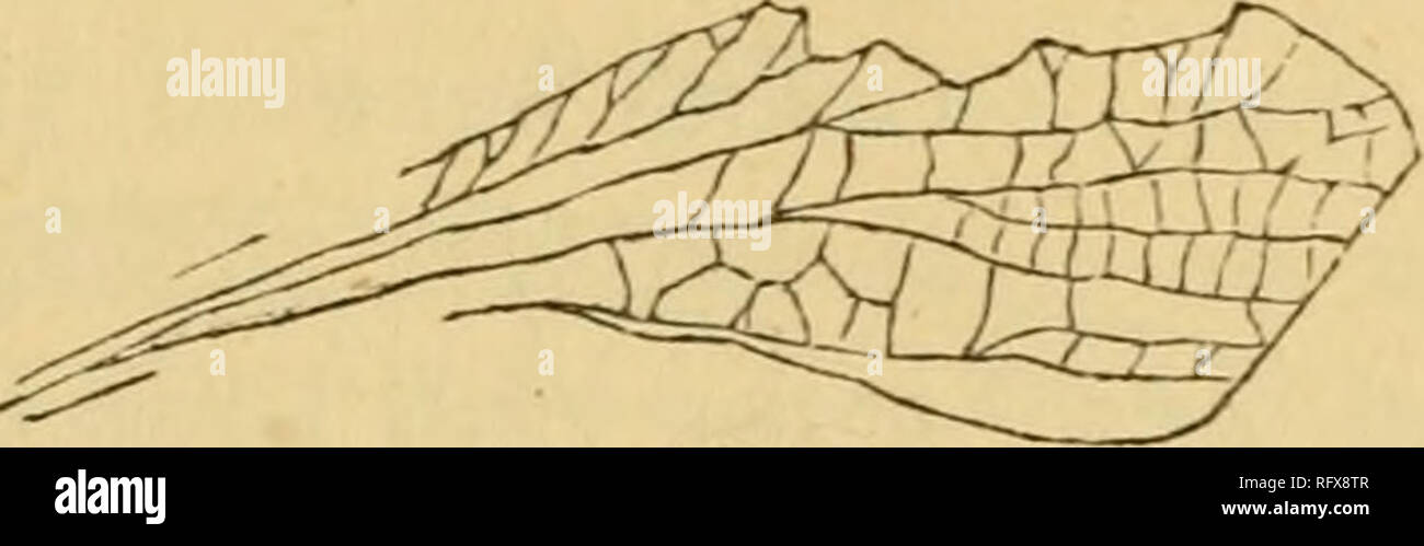 Insect wing fossil hi-res stock photography and images - Alamy