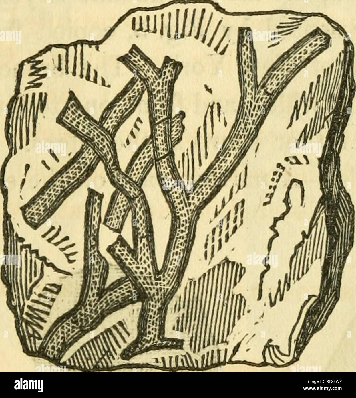 . The Canadian naturalist and geologist. Natural history -- Periodicals ...