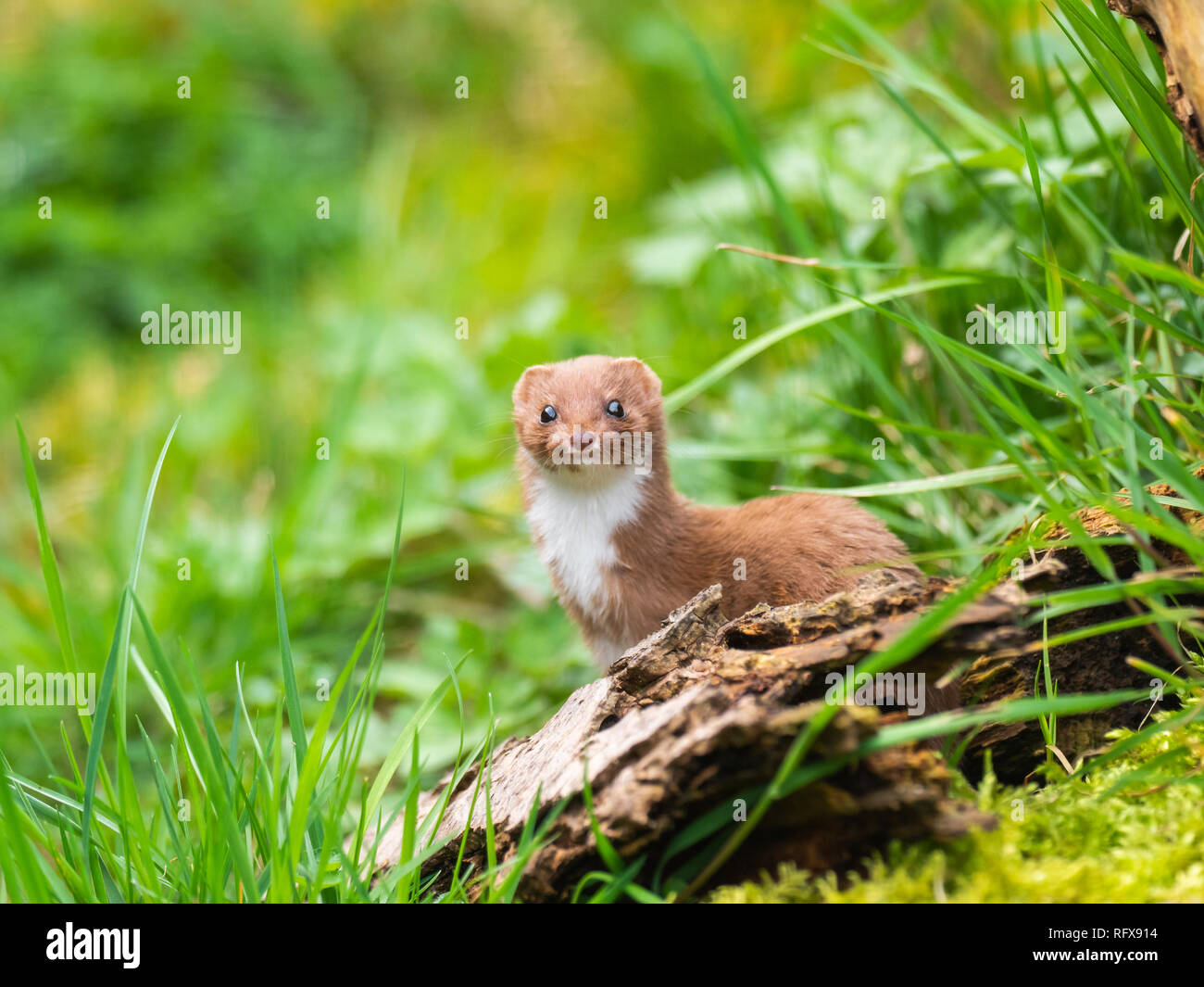 Cute stoat uk hi-res stock photography and images - Alamy