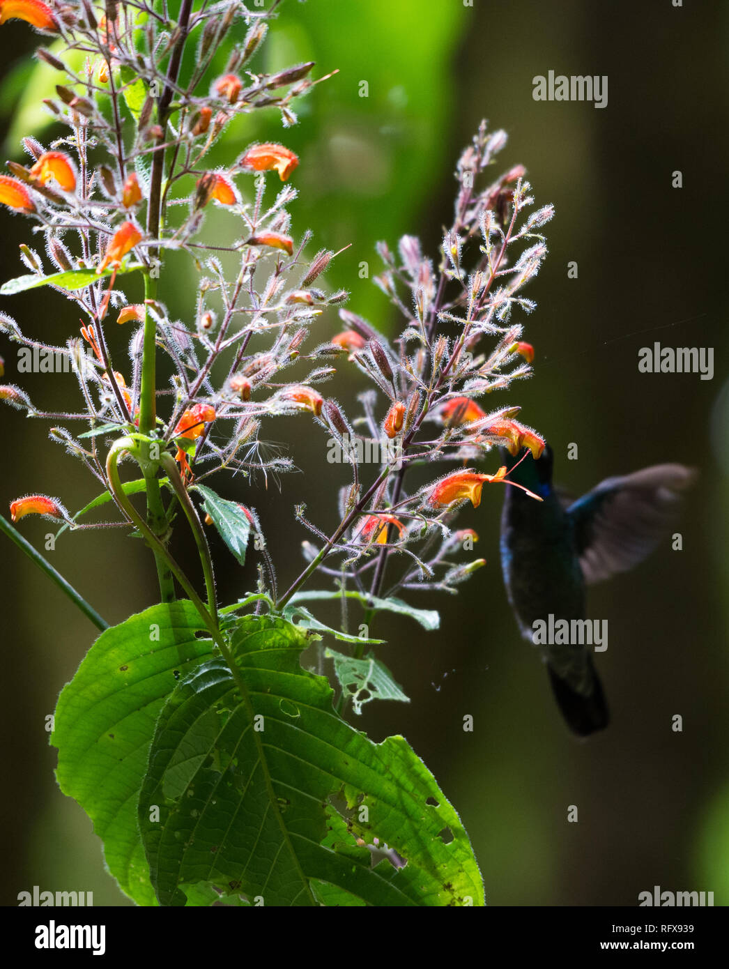 Costa Rica Flowers Stock Photos & Costa Rica Flowers Stock Images - Alamy