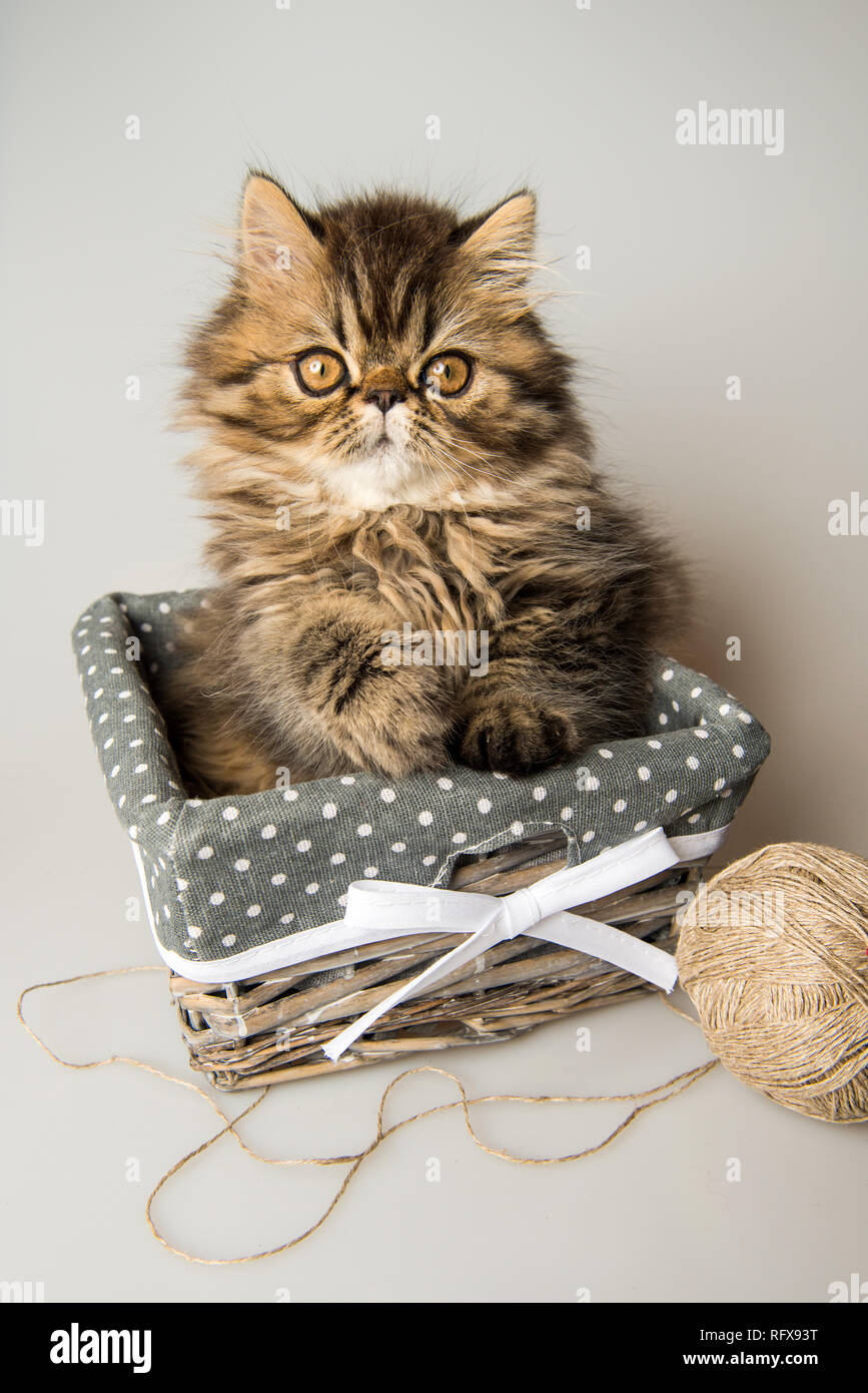 Beautiful Persian kitten cat marble color coat Stock Photo - Alamy