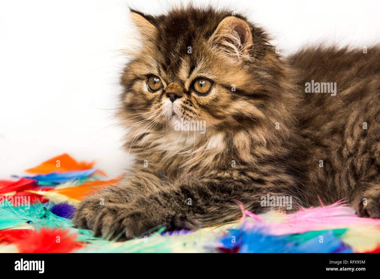 Beautiful Persian kitten cat marble color coat on white background ...