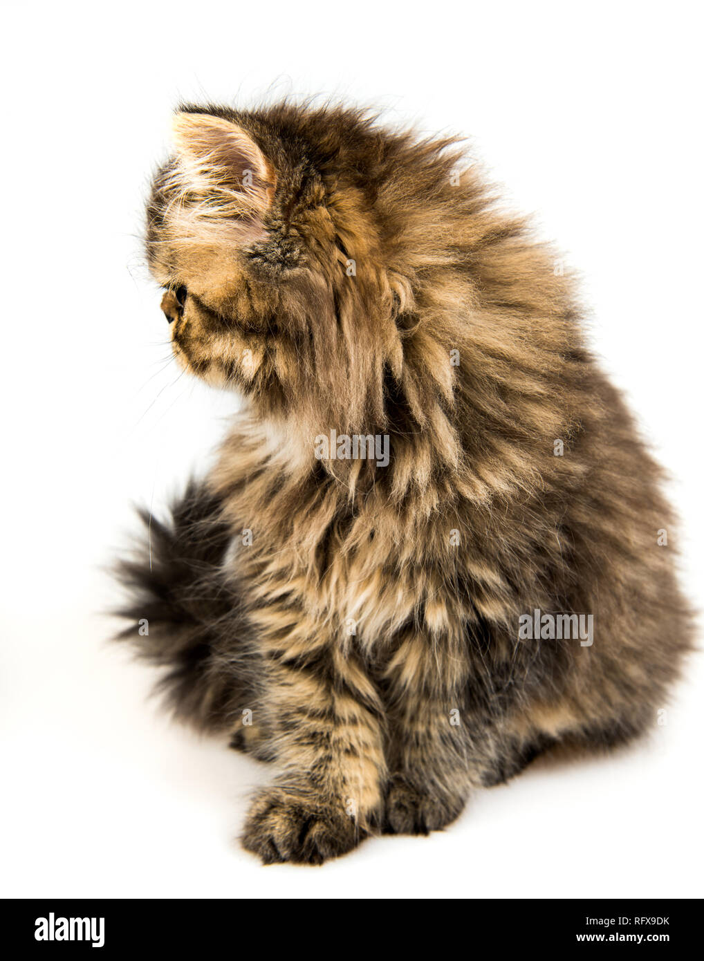 Beautiful Persian kitten cat muzzle profile marble color coat Stock ...