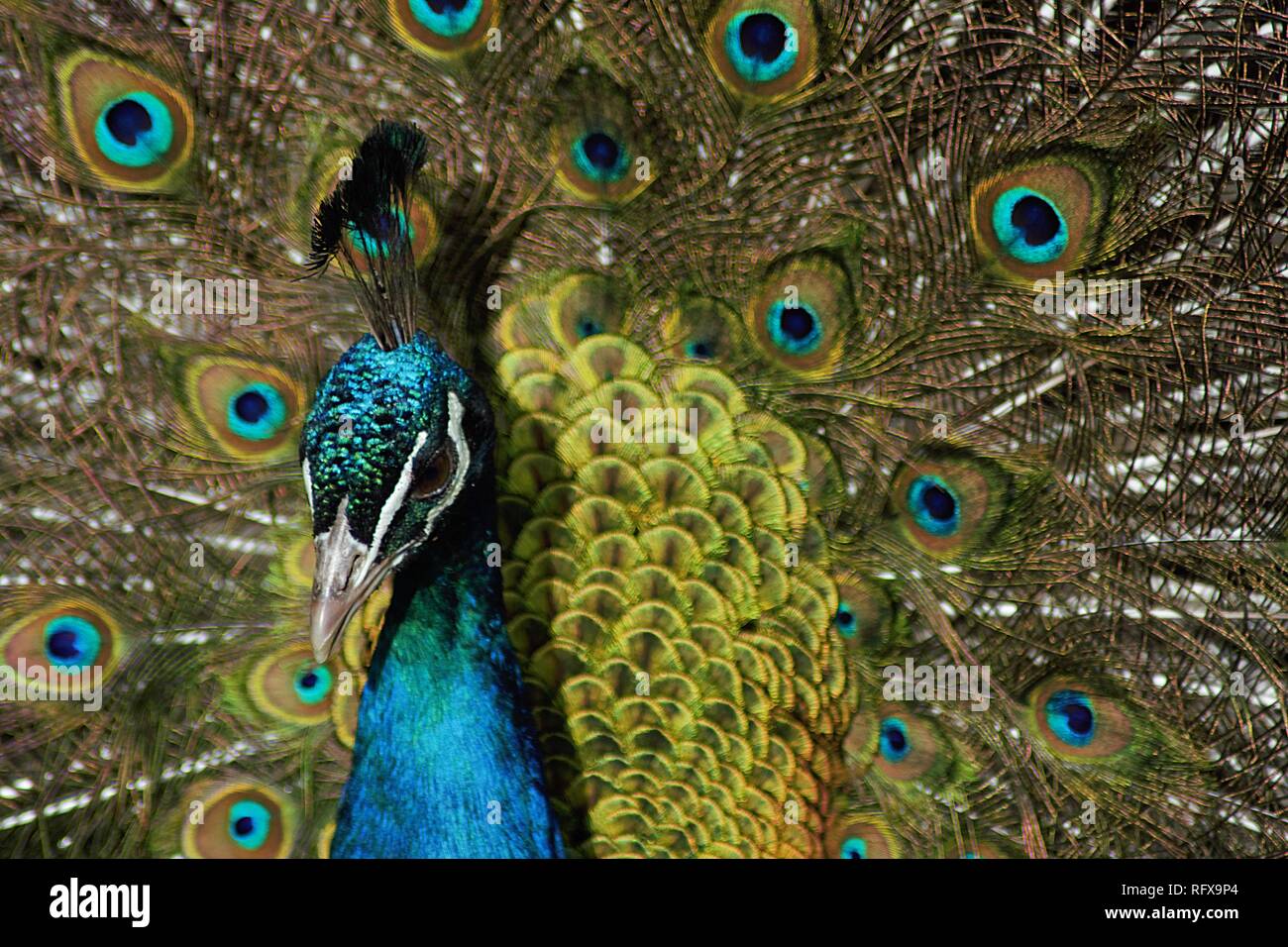 Beautiful Peacock Display Stock Photo - Alamy