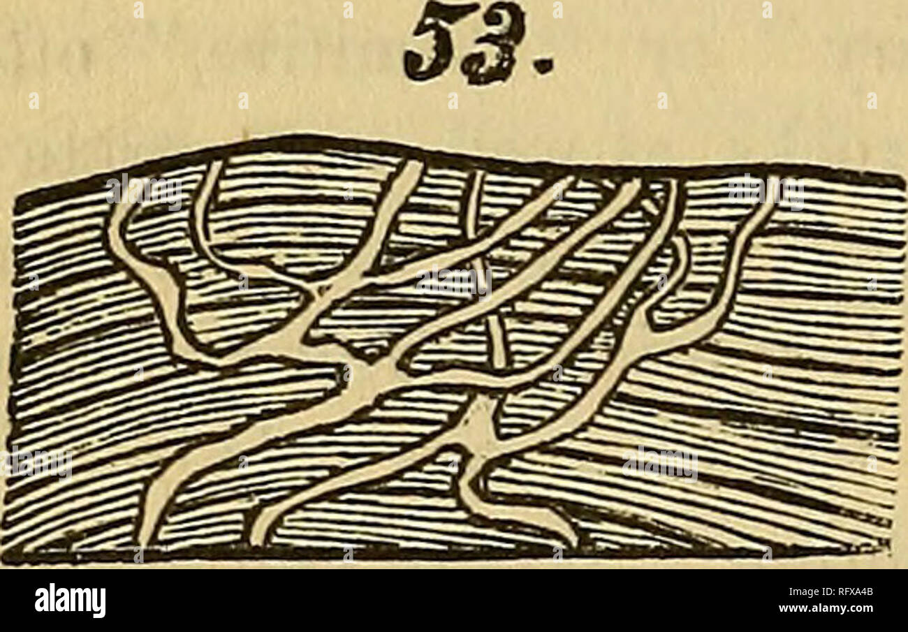 Quartz trachyte hi-res stock photography and images - Alamy