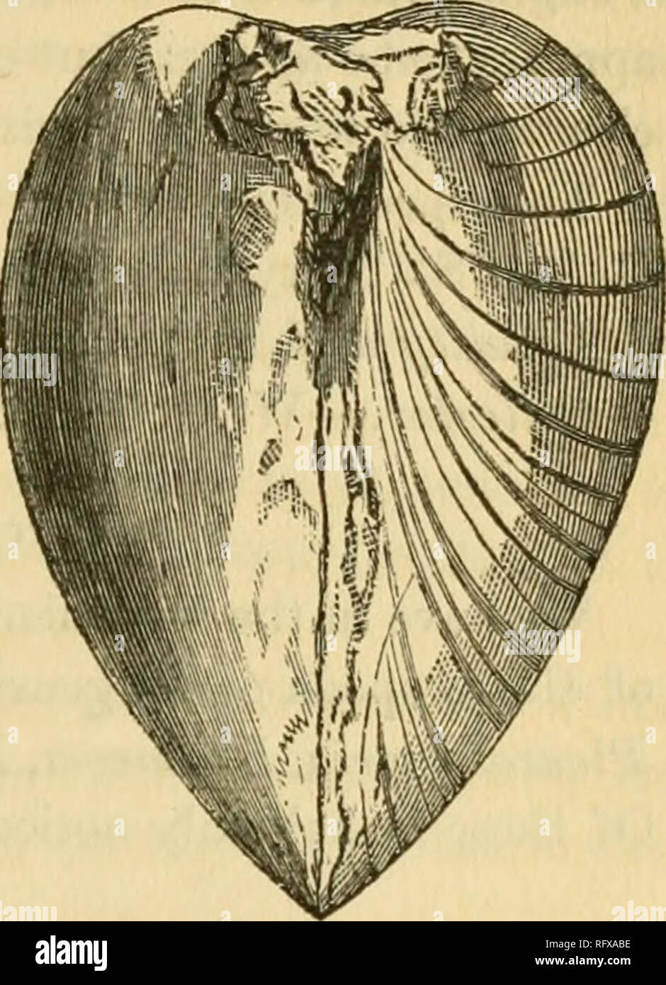 Prominent hinge hi-res stock photography and images - Alamy