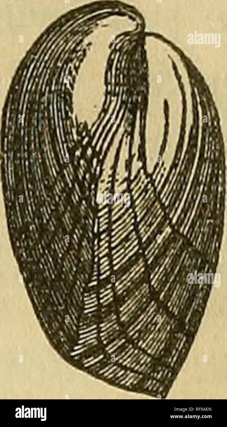 Obtuse umbo hi-res stock photography and images - Alamy