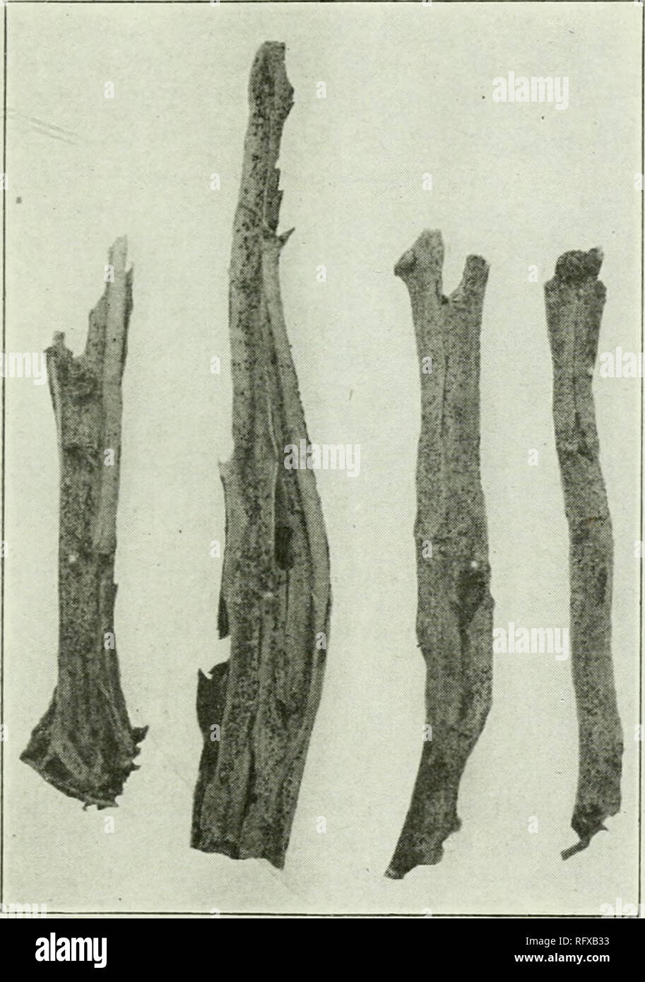 Potato blight rots the potatoes hi-res stock photography and images - Alamy