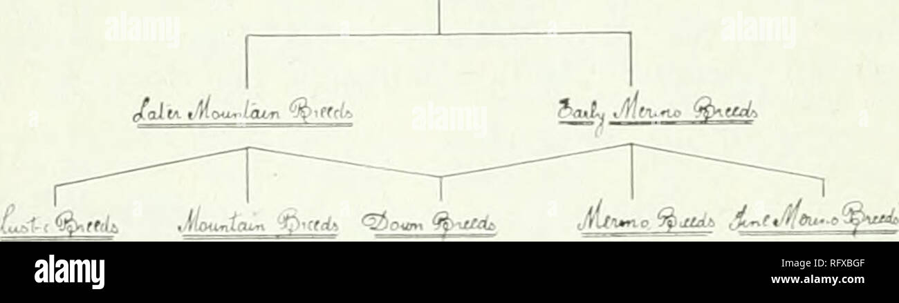 Sheep ish hi-res stock photography and images - Alamy