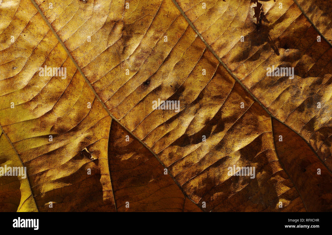 Dried plant with autumn leaf hi-res stock photography and images - Alamy