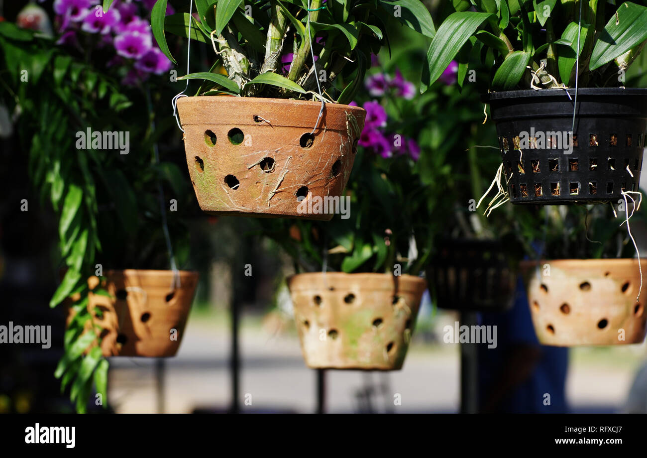Plotted plants hi-res stock photography and images - Alamy