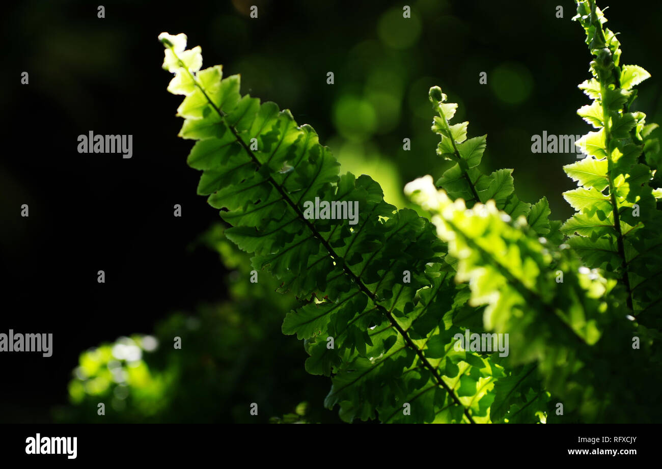 Fern leaf with light and shadow Stock Photo - Alamy