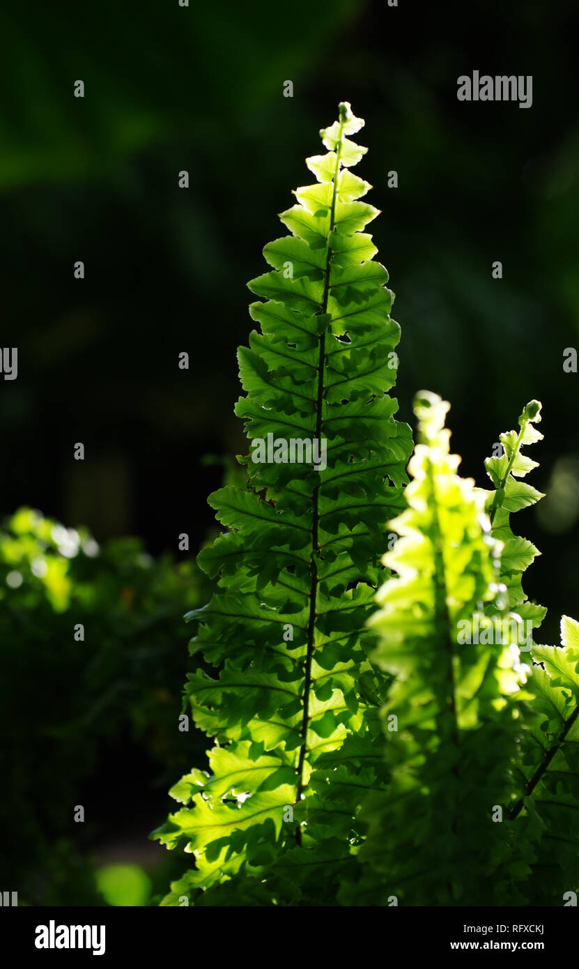 Fern leaf with light and shadow Stock Photo - Alamy
