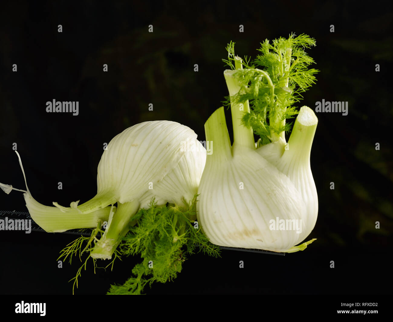 Fennel bulb vegetable food still-life photograph Stock Photo - Alamy