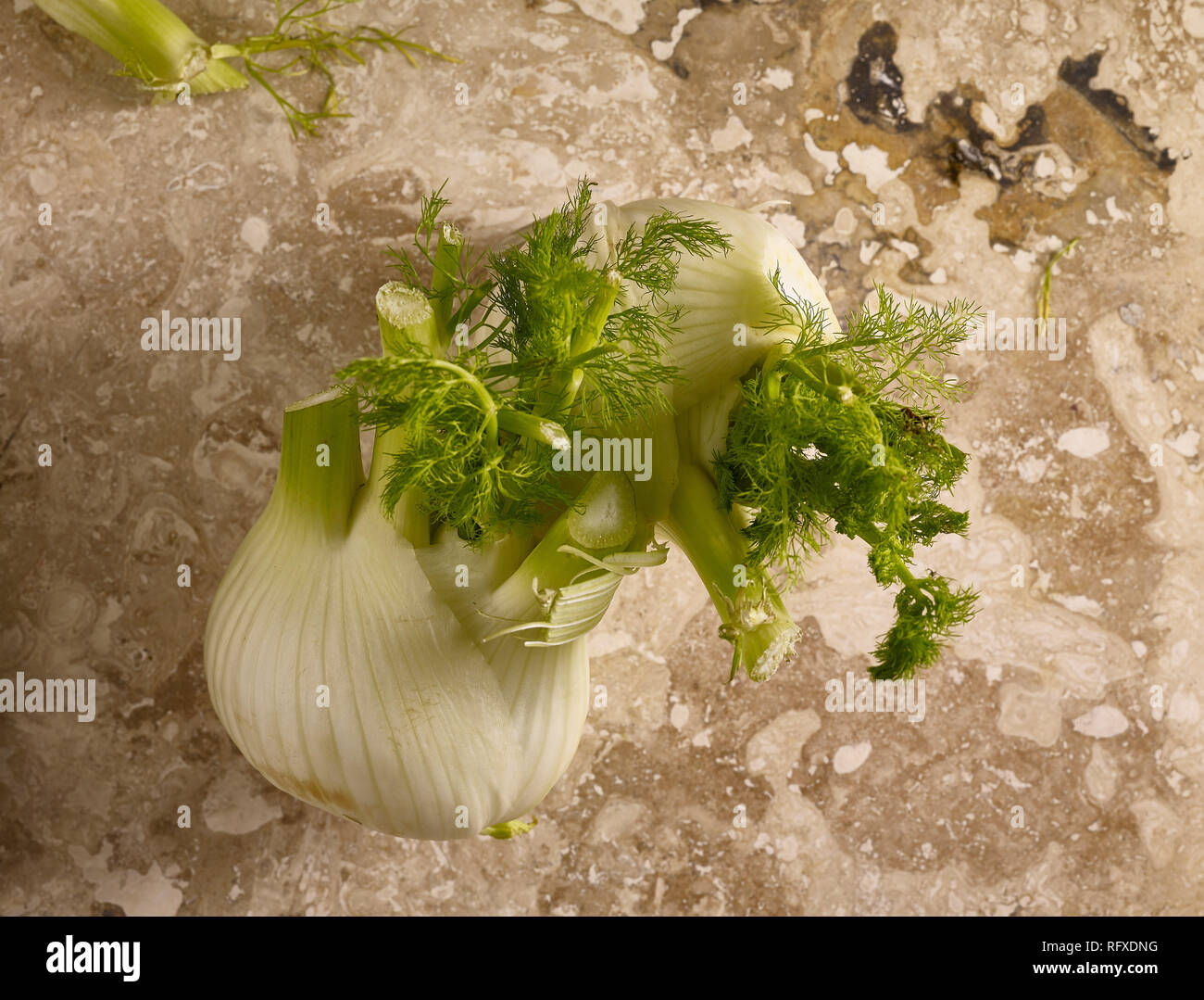 Fennel bulb vegetable food still-life photograph Stock Photo - Alamy