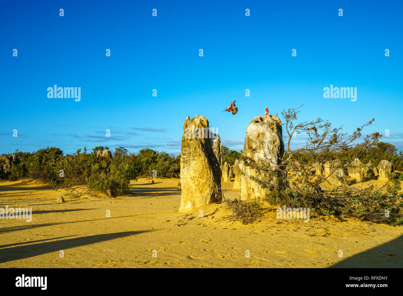 Cockatoo national park hi-res stock photography and images - Alamy