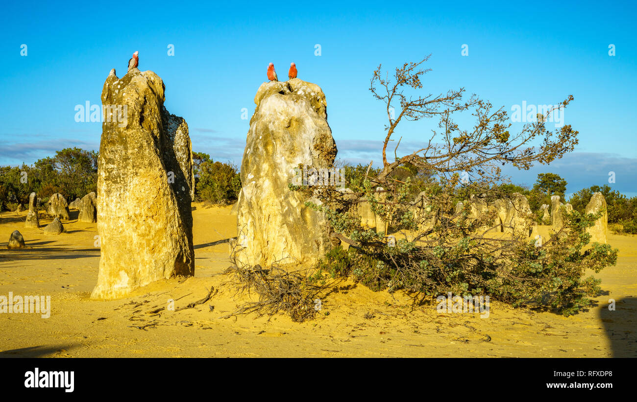 Cockatoo national park hi-res stock photography and images - Alamy